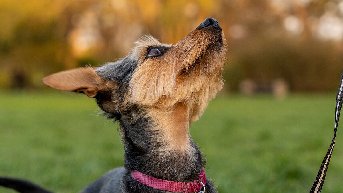 Dog lovers criticise 'paw' consultation - Southwark Liberal Democrats